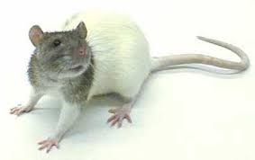 A vaccine that keeps rats skinny - Knight Science Journalism @MIT